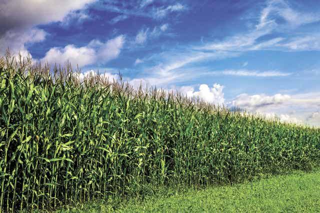 Standing corn row program improves road safety | Press Releases ...