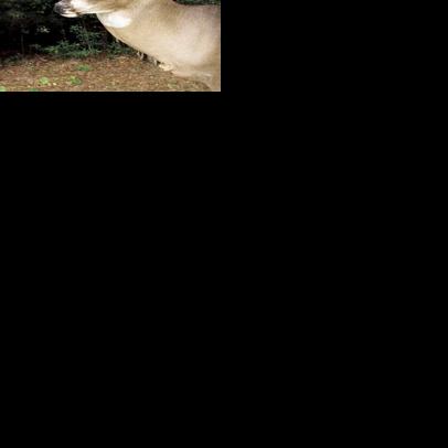 Sign up for Big Buck contests | Hunting | messagemedia.co