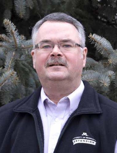 Foraging for morels - The great spring harvest | Features | messagemedia.co