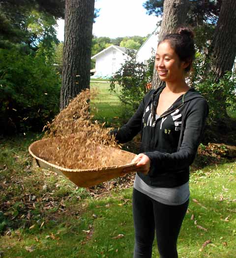 Wild rice from lake to table | Features | messagemedia.co