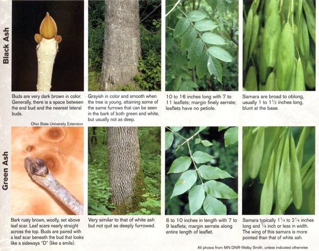 green ash leaf identification