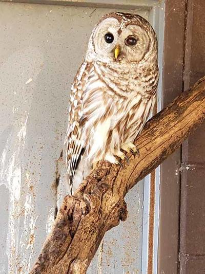 Injured owl update | Outdoors | messagemedia.co