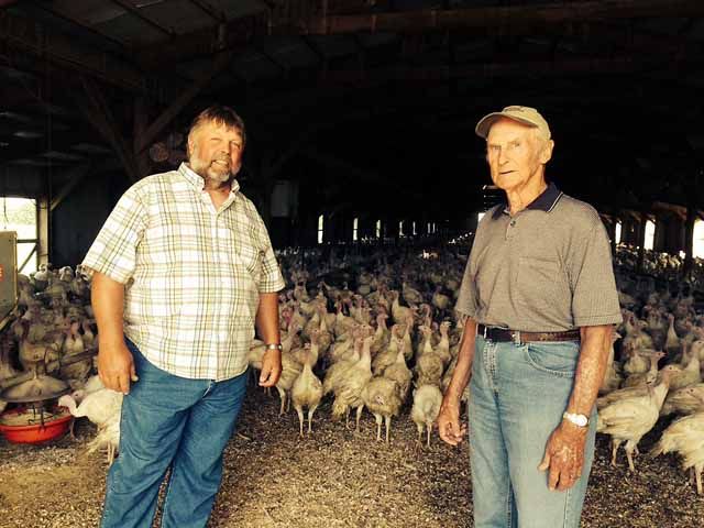 Turkeys still trotting | Agriculture | messagemedia.co