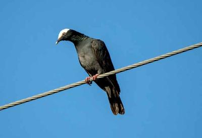 White-crowned pigeon | Columns/Blogs | messagemedia.co