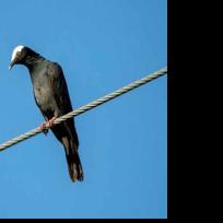 White-crowned pigeon | Columns/Blogs | messagemedia.co
