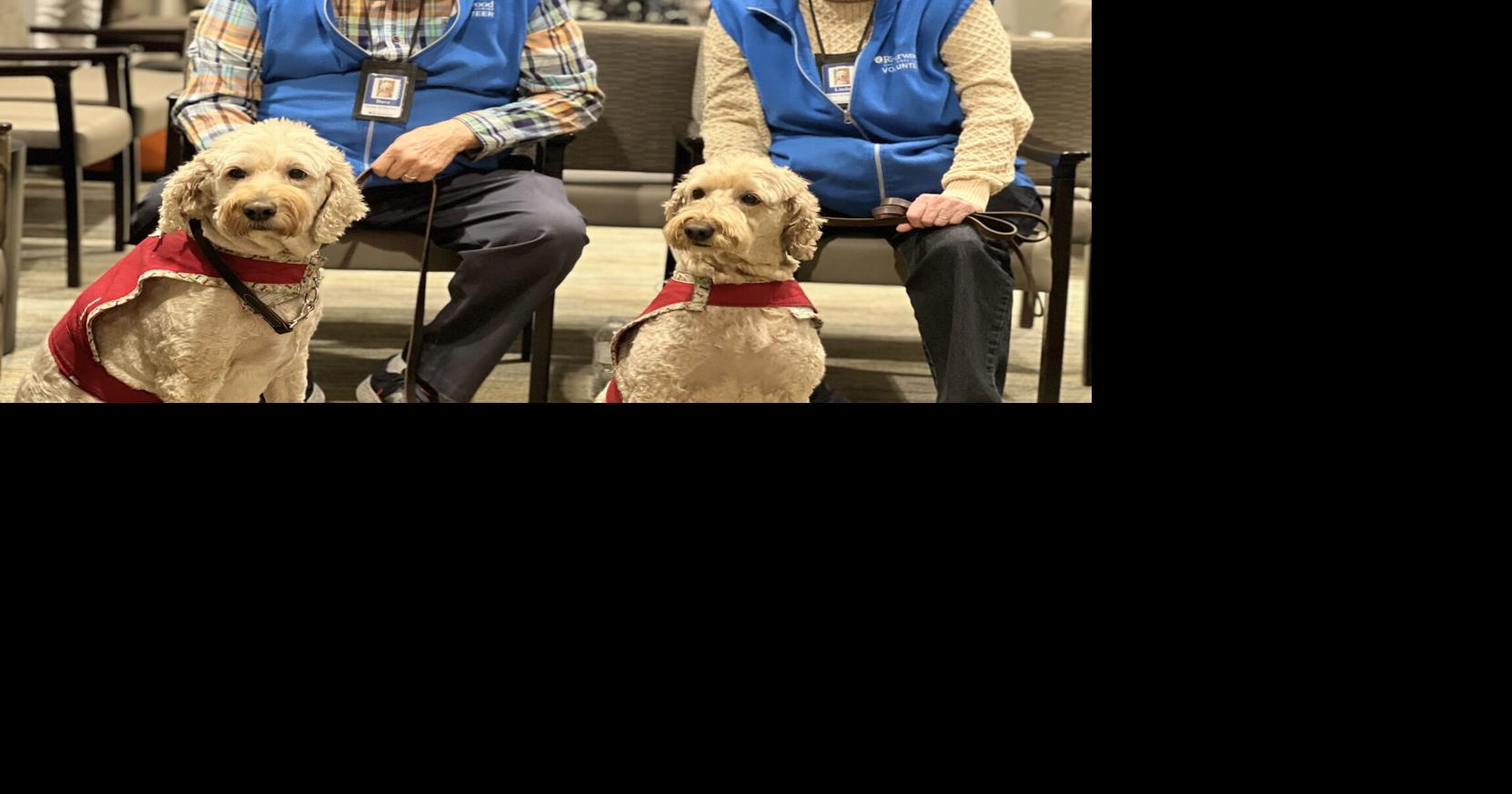 Therapy dogs bring cheer, comfort | Health | messagemedia.co