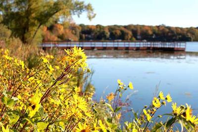 Native shoreline plants | Outdoors | messagemedia.co