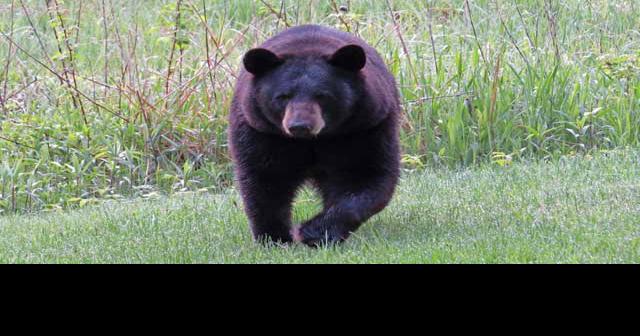 The bare facts on nuisance bears | Outdoors | messagemedia.co
