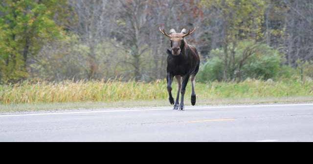 Moose making tracks in Mille Lacs | Local | messagemedia.co