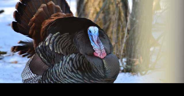 The wild turkeys of Minnesota | Outdoors | messagemedia.co