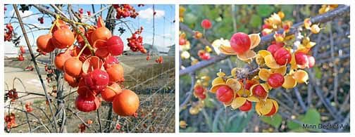 Weed of the month: Oriental bittersweet | Home/Garden | messagemedia.co