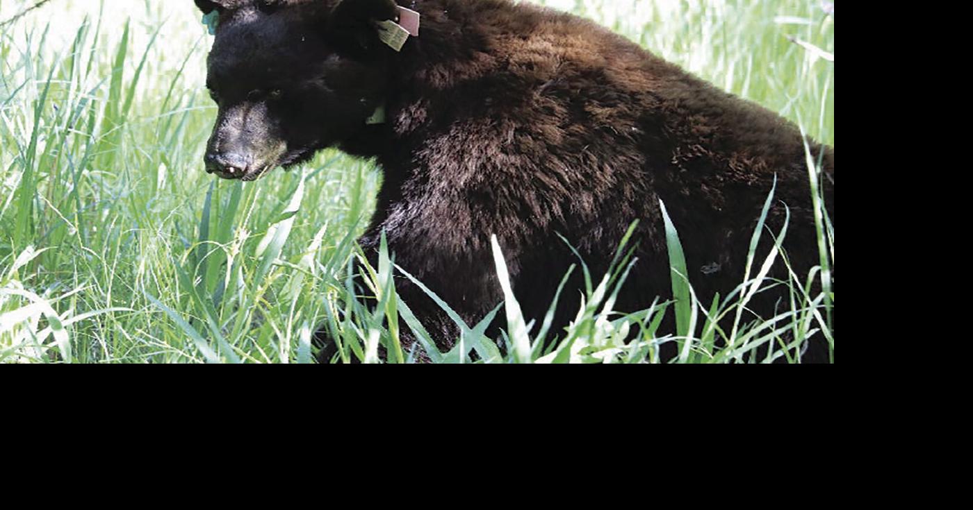 Hunters urged not to shoot ear-tagged, radio-collared research bears ...