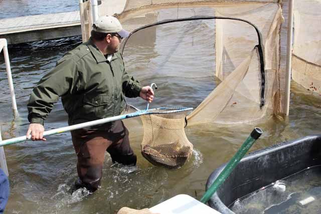 Mille Lacs walleye stocking project | Outdoors | messagemedia.co