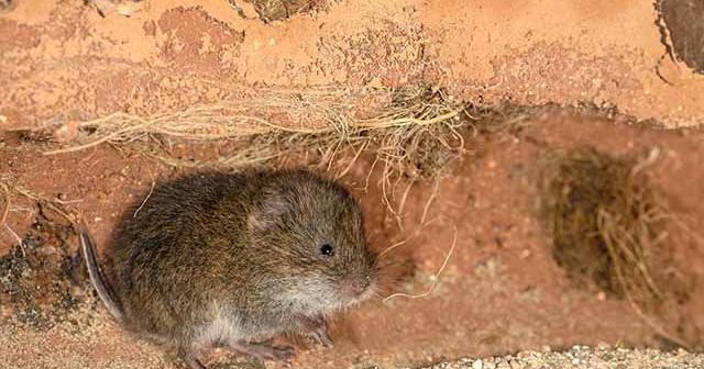 Nature smart - Meadow vole | Outdoors | messagemedia.co