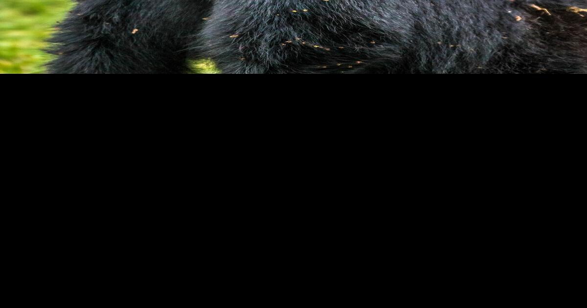Bear hunting license applications available | Mille Lacs Messenger ...