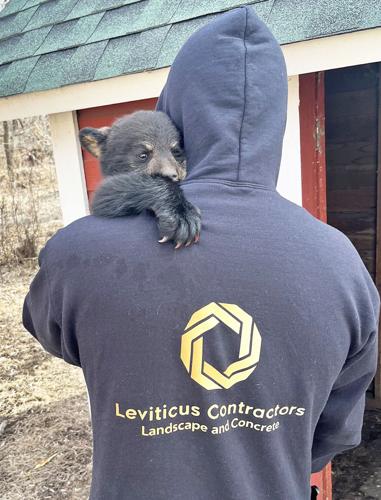 Injured bear cub, found in field, recovering from broken leg | Mille ...