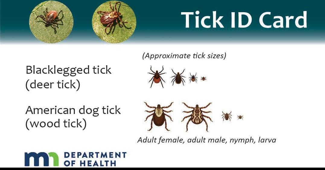 Protect yourself from tick bites and fish hook injuries | Health ...