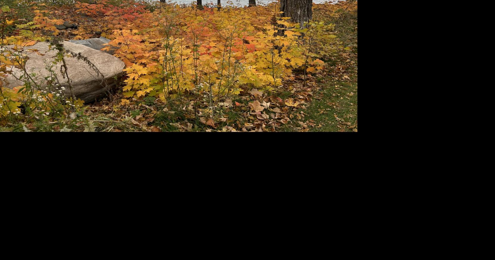 Minnesota DNR shares what to expect for the 2024 fall colors season ...
