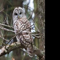 Owls | Columns/Blogs | messagemedia.co