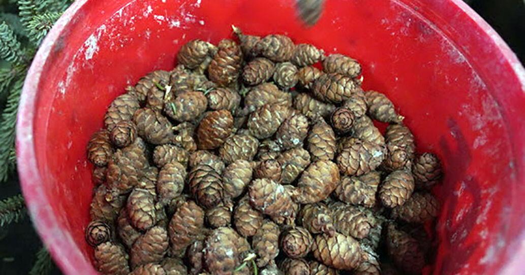 Support Minnesota’s forests by collecting black spruce and jack pine cones this winter ...