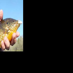 Panfish in Minnesota | Fishing | messagemedia.co