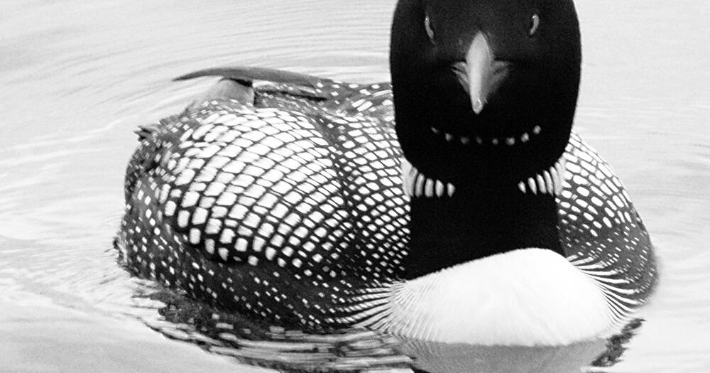 National Loon Center provided educational Cross Lake tours | Mille Lacs ...