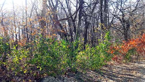 Autumn is ideal time to identify invasive buckthorn | Outdoors ...