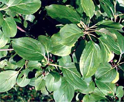 Autumn is ideal time to identify invasive buckthorn | Home/Garden ...
