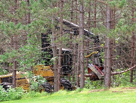 The Woodrow Family Tree farm | Features | messagemedia.co