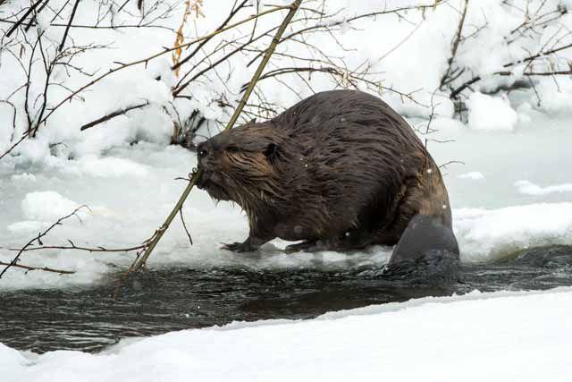 Busy as a beaver all winter long | Outdoors | messagemedia.co