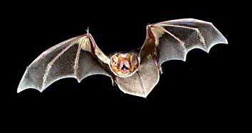 Bats of Minnesota | Outdoors | messagemedia.co