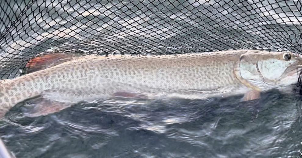 Change in muskie stocking program for Mille Lacs Lake | Mille Lacs ...