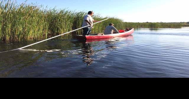 Wild rice season opens, but harvesters must ensure rice is ripe | Mille ...