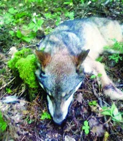 Wolf bites teen; rabies test negative | Outdoors | messagemedia.co