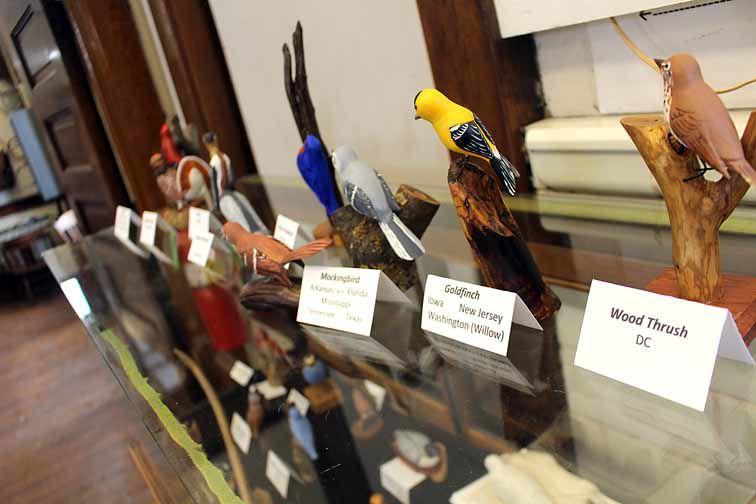 Museum bird display takes flight | Community | messagemedia.co