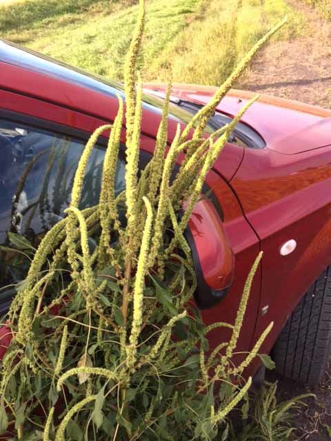 Palmer amaranth: The next noxious weed | Local | messagemedia.co