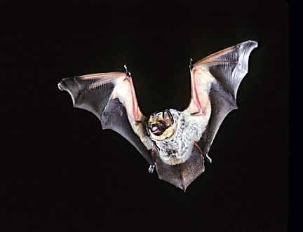 Bats of Minnesota | Outdoors | messagemedia.co