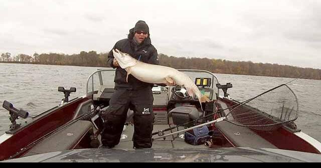 Twenty-five seconds of trolling and a 50-pound muskie | Fishing ...