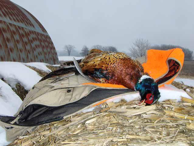 Pheasants in snow | Hunting | messagemedia.co