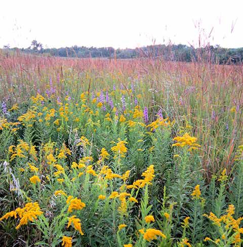 October Weed of the Month: Invasive Plants in Grasslands | Agriculture ...