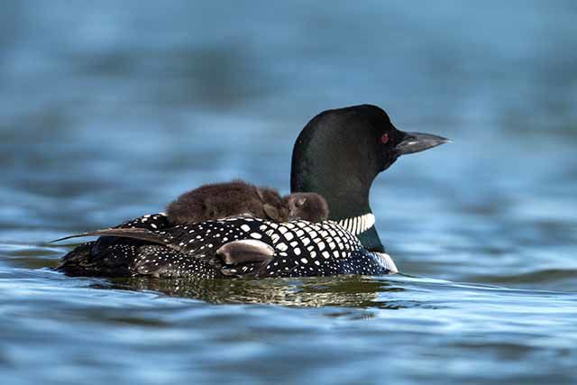 A loon’s laughter | Outdoors | messagemedia.co