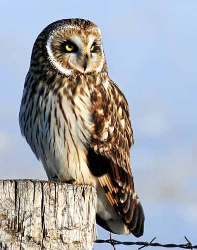 Owls of Minnesota | Features | messagemedia.co