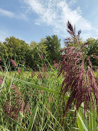Time to ‘reed’ up on non-native phragmites | Columns/Blogs ...
