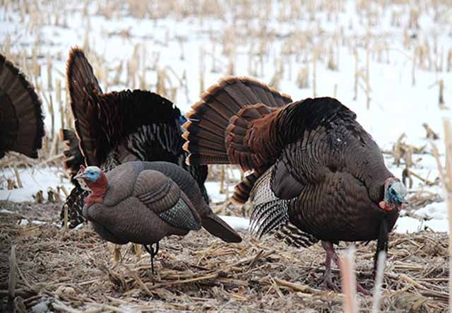 Turkey hunting licenses are on sale | Press Releases | messagemedia.co