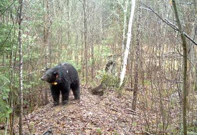 black bear march