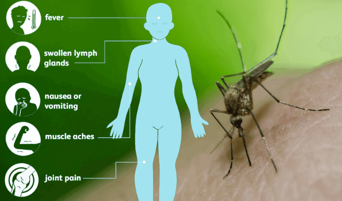Mosquito-borne diseases on the rise | Health Wellness ...