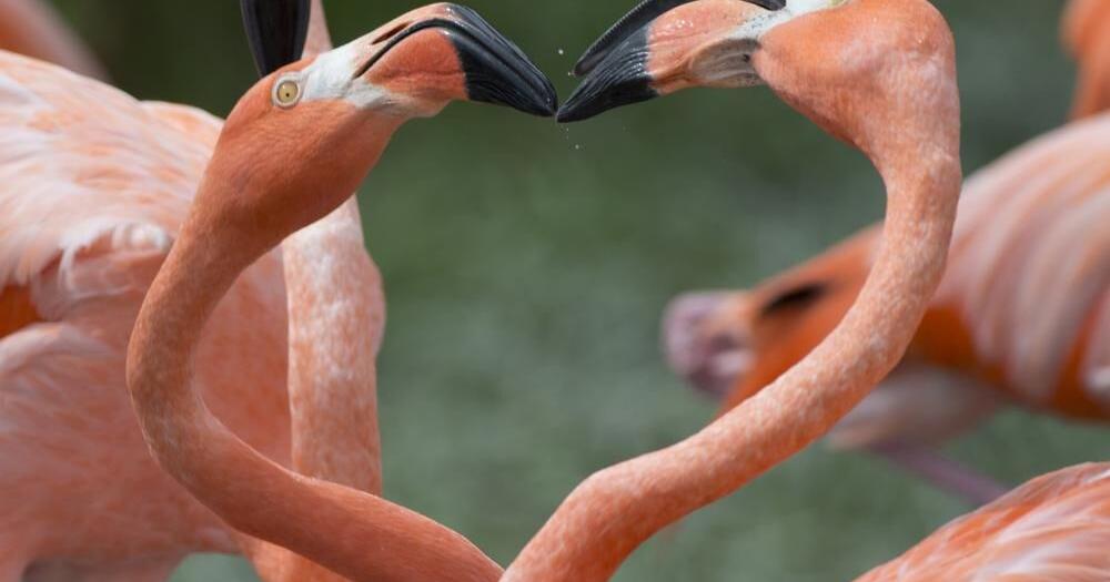 Flamingo bill gets new wings as House panel backs state bird swap ...