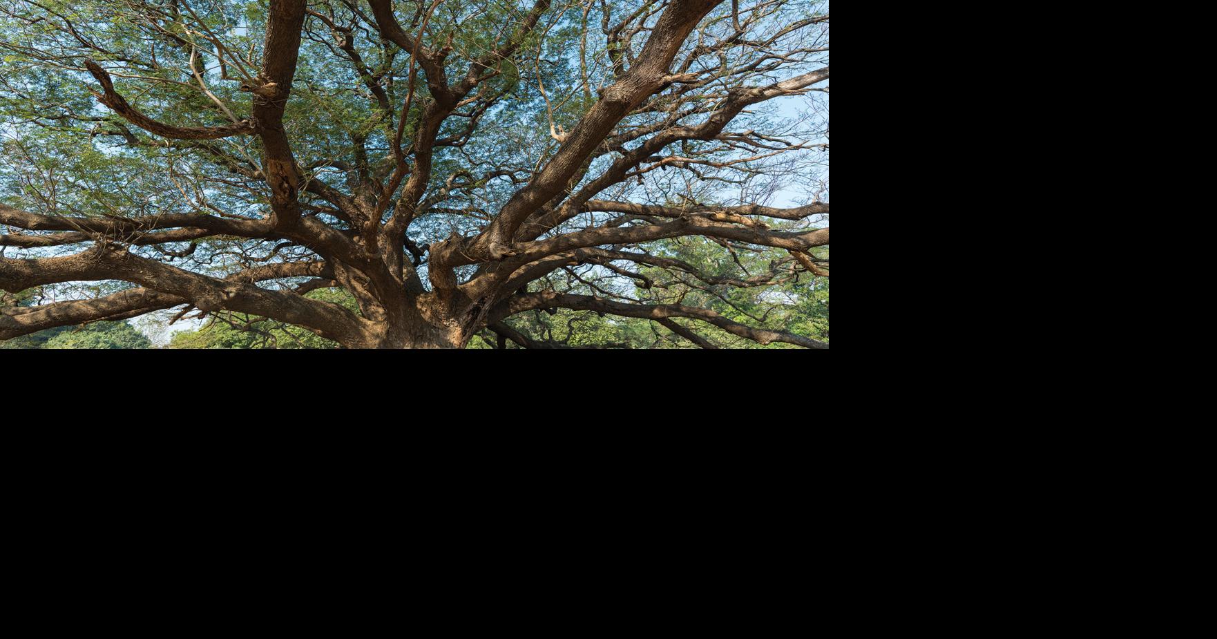 Expanding tree canopies in Miami-Dade a priority | Lifestyles ...