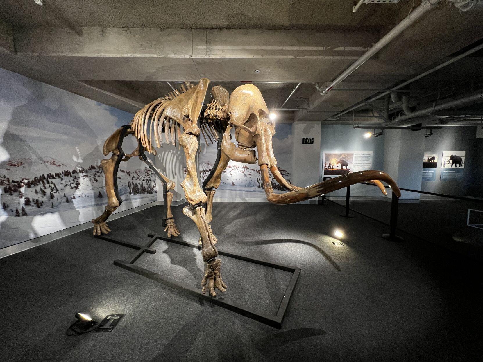 Miami Museum Of Science Planetarium Light Show | Shelly Lighting