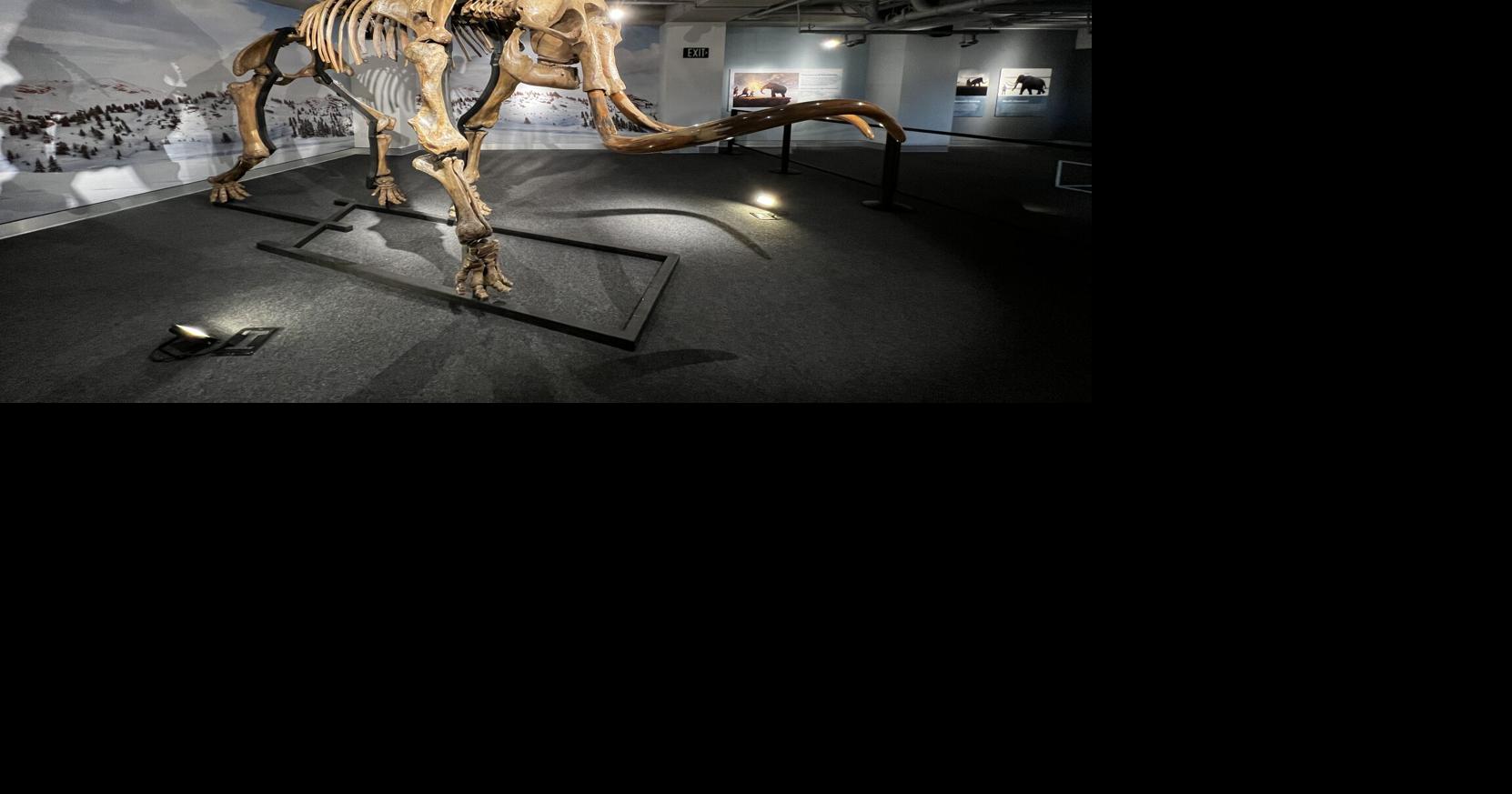 Turtles, Sherlock and Mammoths Await at the Frost Museum of Science ...